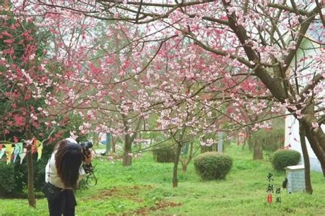 湖北春季賞花地圖新鮮出爐是時候開啟春遊模式了 每日頭條