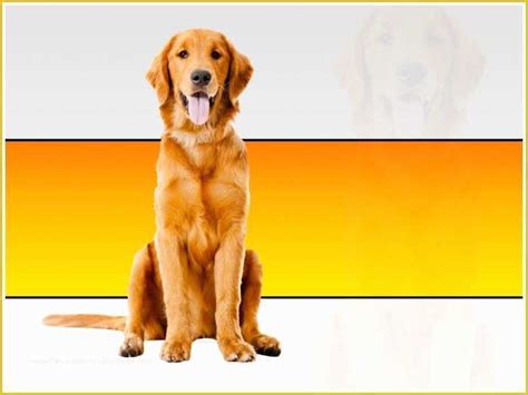 Free Dog Powerpoint Template Of Beautiful Dog Ppt Template By