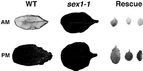 Phenotype Of The Mutant Sex1 1 And Complementation Of The Mutant With