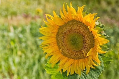 Premium Photo Natural Sunflower On Green Grass Background