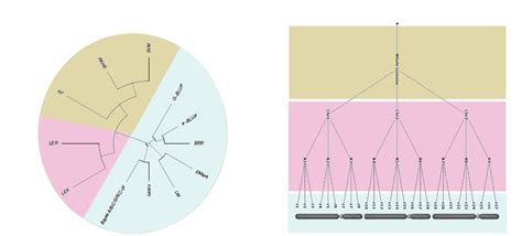 many of the models used in genomic prediction and association are