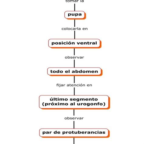 Mapa Conceptual Para Sexar Pupa Z Morio Download Scientific Diagram