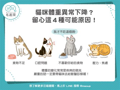 【疾病保健】貓咪體重異常下降？留心這4種可能原因！ 毛起來maoup