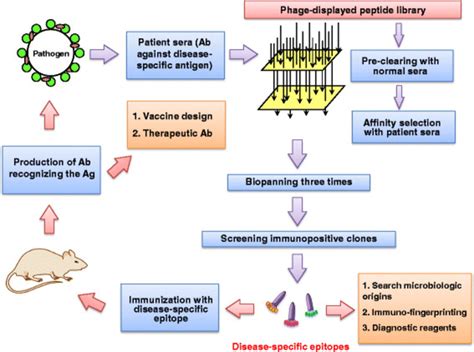 Biopanning Selection Of Phage Displayed Peptide Libraries Using Serum