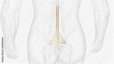 The Sacral Plexus Is A Network Of Nerve Fibres That Supplies The Skin And Muscles Of The Pelvis