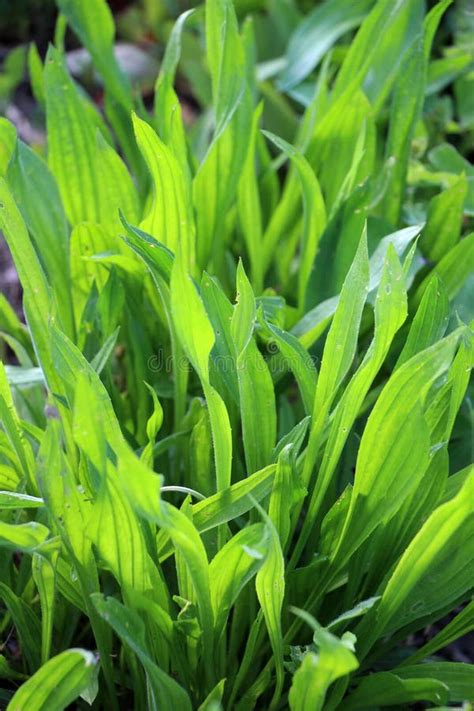 Lanceolate Plantain Plantago Lanceolata Grows In Nature Stock Image