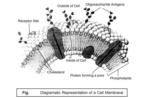 What Is The Makeup Of The Cell Membrane Saubhaya Makeup