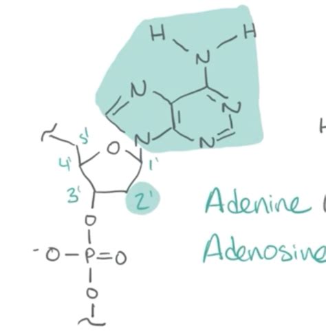 Lecture 9 Flashcards Quizlet