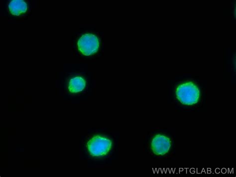 Hla F Antibody Cl488 66819 Proteintech