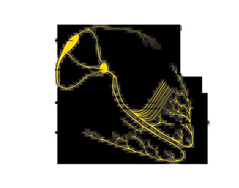 Conduction Pathway Quiz