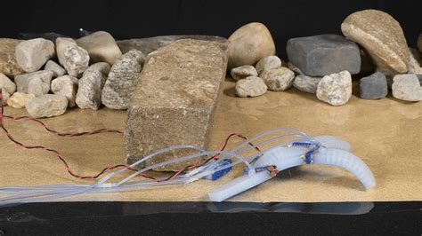 Soft Body Robots Amputates And Reattaches Its Own Legs Ieee Spectrum