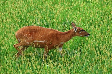 シタツンガ 千葉市動物公園 265355305 の写真素材 アフロ