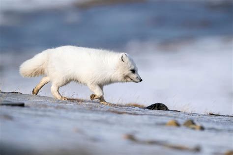 Arctic Foxes