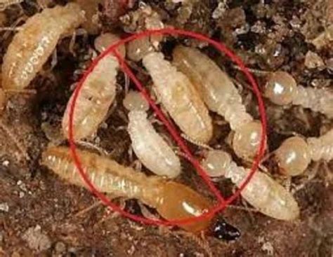 Termite Control Services At Rs 3sq Ft In New Delhi Id 2850660608973