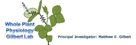 Whole Plant Physiology Water Use Efficiency Wue Research
