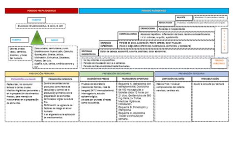 Historia Natural De La Brucelosis Especialidades Medicas Medicina