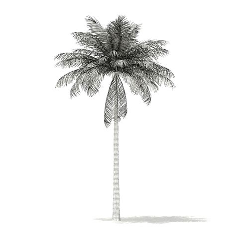 Fles Palm Tree 3d Model 7m 3d Model 19 C4d Max Fbx Unknown Obj