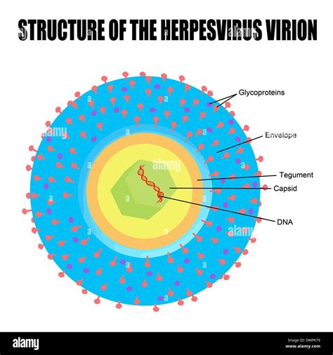 Herpesvirus Structure