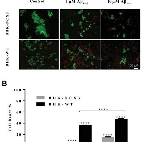 Effect Of Aβ 1 42 Treatment On Cell Viability In Bhk Wt And Bhk Ncx3