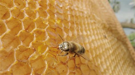 Bee Eating Honey From A Honeycomb Close Up Of Honey Bee On Honeycomb