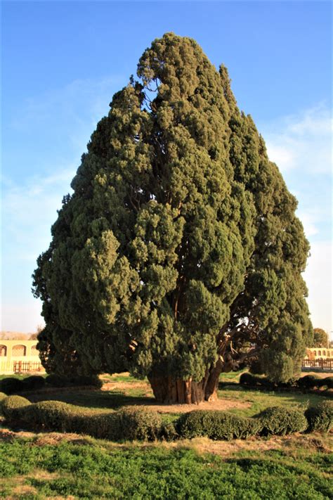 4000 Year Old Cedar Tree Abarkuh