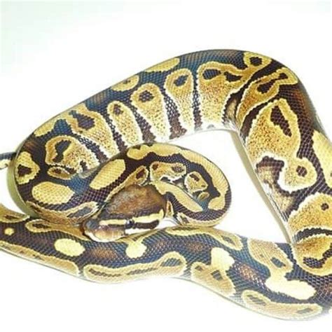 Vanilla Ball Python Meet Spartacus
