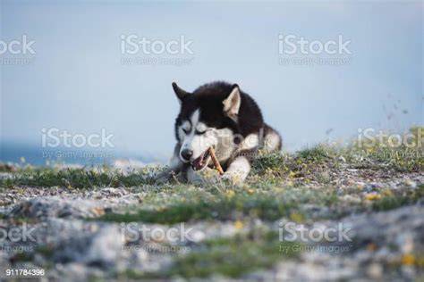 흑인과 백인 재미 시베리아 실 팍 한 사람 산에 누워 치료를 먹는다 자연 풍경 배경 재 밌 개 파란 눈입니다 개는 치료를 즐기고 있습니다 0명에 대한 스톡 사진 및 기타