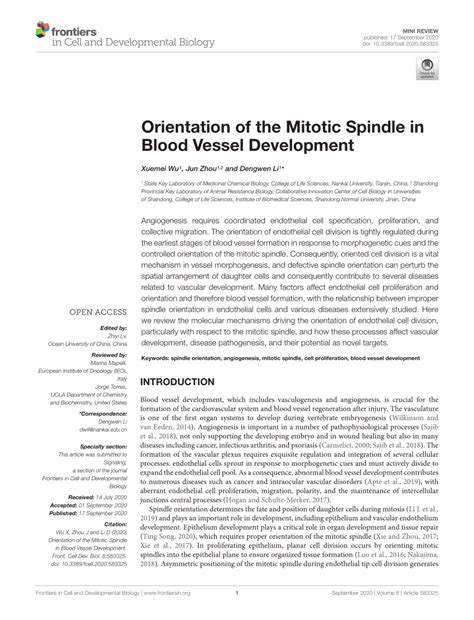 Pdf Orientation Of The Mitotic Spindle In Blood Vessel Development