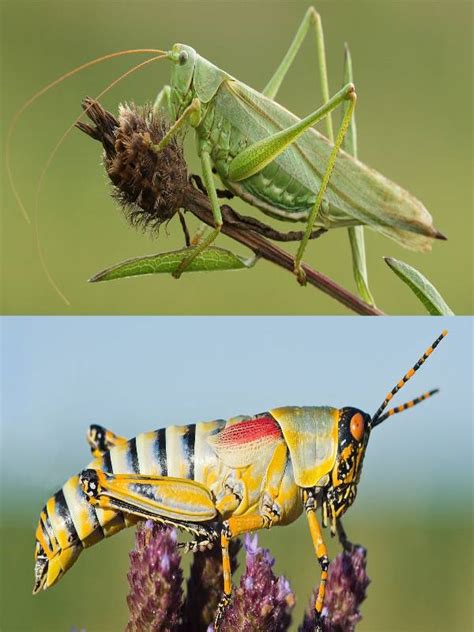 Difference Between Grasshopper And Cricket Mindstick Yourviews