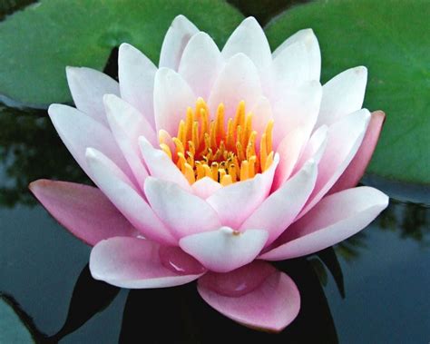 ლამაზი სურათები ყვავილები 39 ფოტო