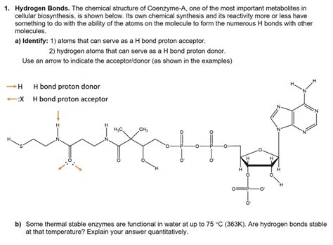 SOLVED Hydrogen Bonds The Chemical Structure Of Coenzyme A One Of The Most Important