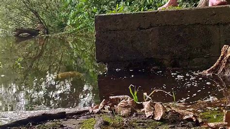 Stripping Down Naked Inside A Forest Stroking My Big Skinny Cock At A Lake And Dipping My Feet