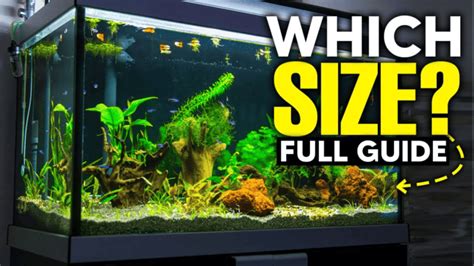How Big Do Axolotls Get When Full Grown Tank Size Tips Aquanswers