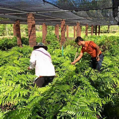 วิธีการปลูกผักกูด เกษตร อินเตอร์เชียงใหม่