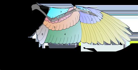 An Unnecessarily Drawn Out Analysis Of Bird Flight For Animation