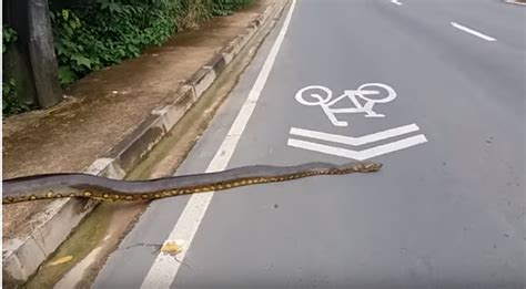 Pedestrian Anaconda Holds Up Traffic In Brazil