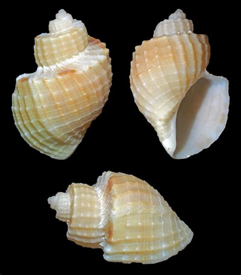 Scalptia Contabulata Solomon Islands
