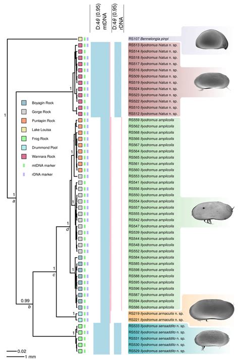 Maximum Clade Credibility Tree Of Those Sampled In The Bayesian