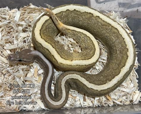 ♂ Black Pastel Fire Spotnose Pinstripe Yb Ghi Het Clown Ball Python By Next Generation Morphs