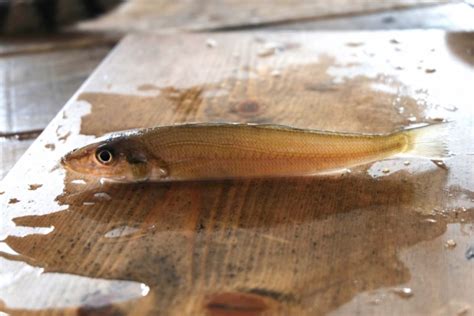「キス」とはどんな魚？その漢字表記は？
