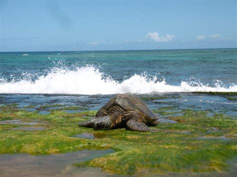 10 Best North Shore Oahu Beaches In Hawaii