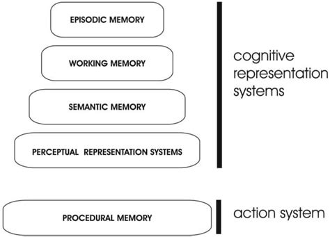 memory models in psychology understanding human memory cognition today