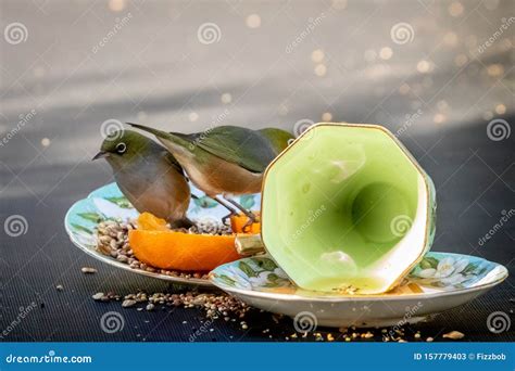 New Zealand Native Wax Eye Bird Also Known As Silver Eye Or White Eye