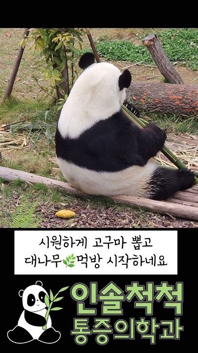 🐼판다에 빠져서 찾아간 중국청두판다기지💩고구마 생산하고 🌿대나무 먹방하는 판다👏판다는 💩응가도 사랑스럽답니다 Youtube