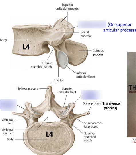 Lumbar Vertebrae Diagram Quizlet