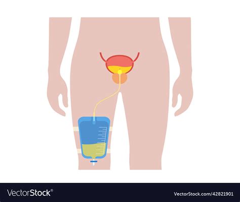 Urinary Drainage Bag Royalty Free Vector Image