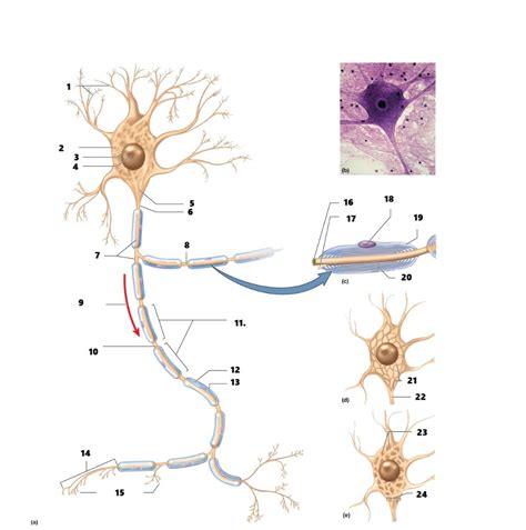 Structure Of Neuron Diagram Quizlet