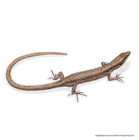 დალის ხვლიკი Map