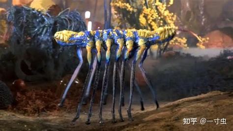 犹如外星生物的怪诞虫到底啥来历专家用了30年才知道哪边是头 知乎