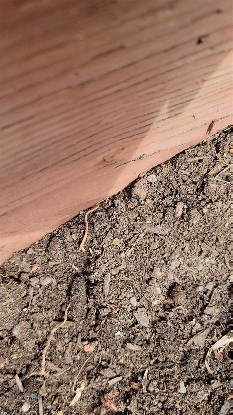 Worm Like Bug Rwhatsthisbug